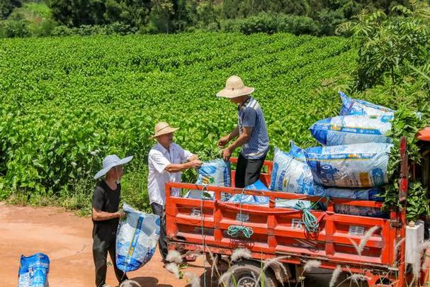 龙繁写体