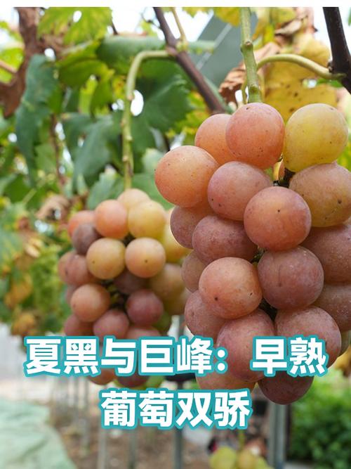 双骄巨峰在线观看免费图标