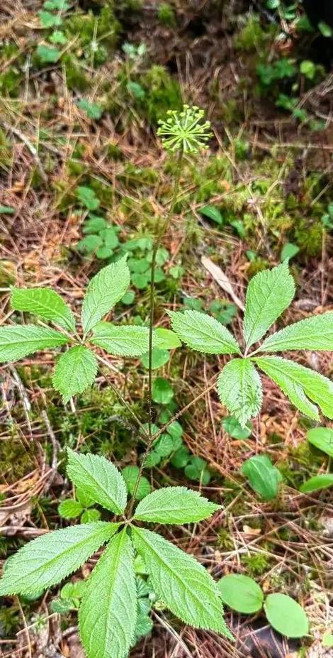 十大暴利种植药材图标