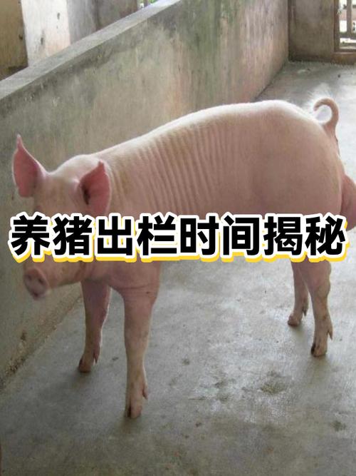 养猪最快多久可以出栏