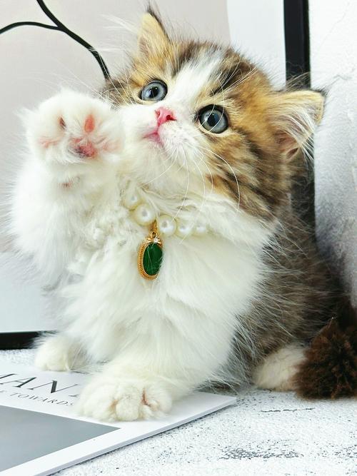 猫卡通图图标