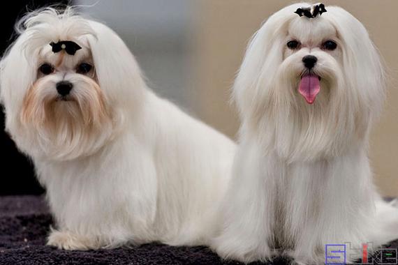 犬的分类怎么分图标