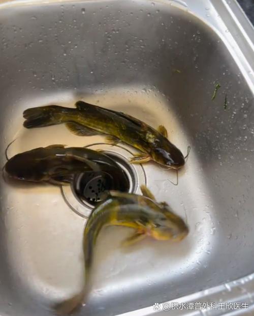 鲤鱼刺扎手会感染吗图标