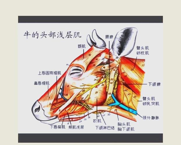 小牛gova f2解锁限速图标