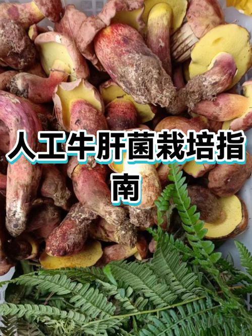 牛干菌种植技术图标