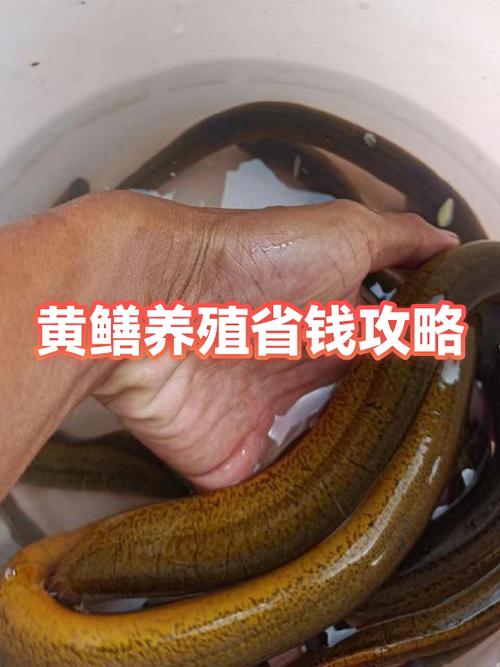 黄鳝养殖一亩成本图标