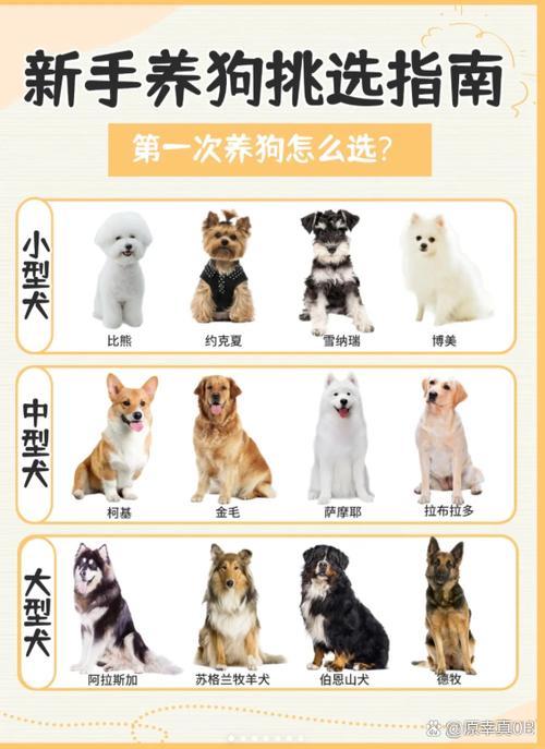 魔兽世界宠物放在哪个位置图标