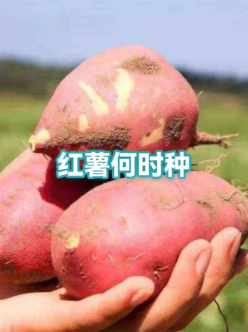 红薯种植时间和方法图标