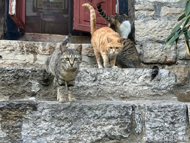 猫咪大院游戏截图