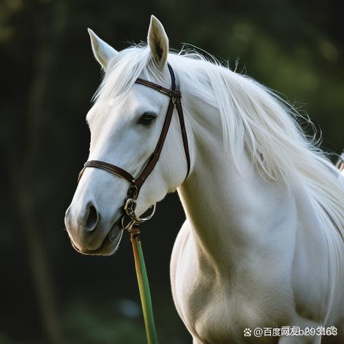 赵云坐骑叫什么
