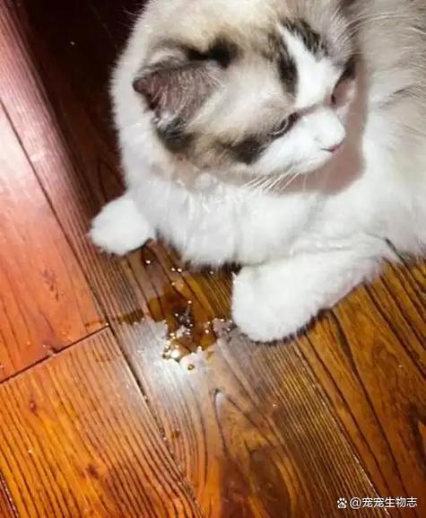 除猫尿骚味最简单方法图标