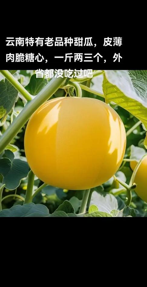 甜瓜35.0火山版本图标