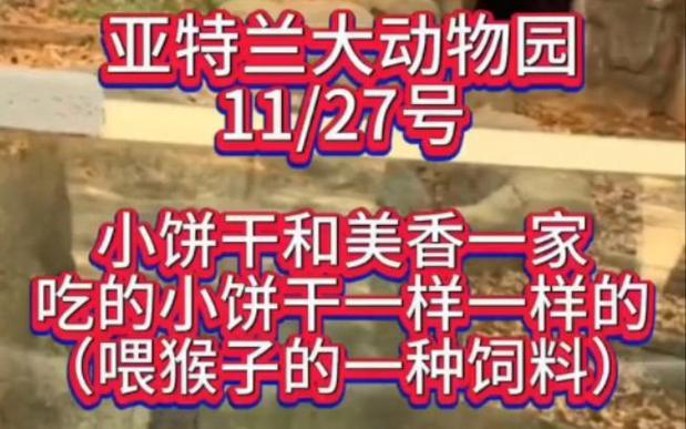 分红熊猫是真的吗图标