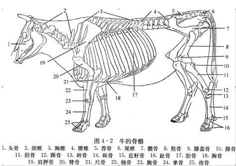 牛全身部位图解大全图标