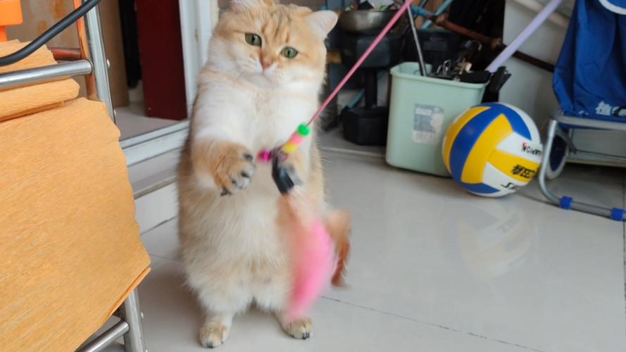 逗猫玩图标