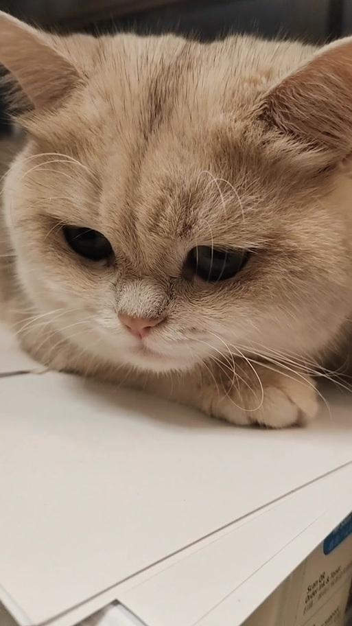 猫突然扑人脸要警惕截图