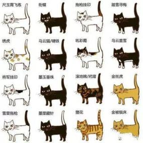 猫的花色叫法最全