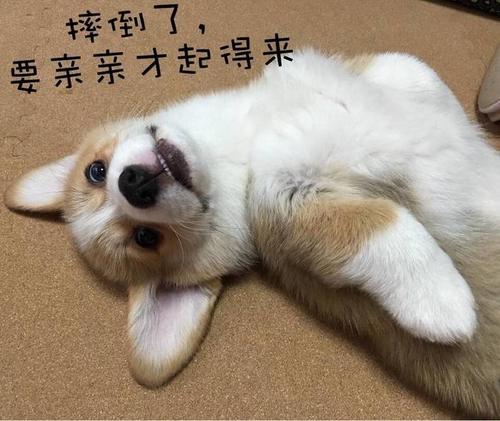什么叫狗血人生图标