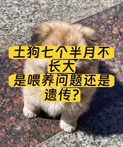 土狗喂饭还是喂狗粮好图标