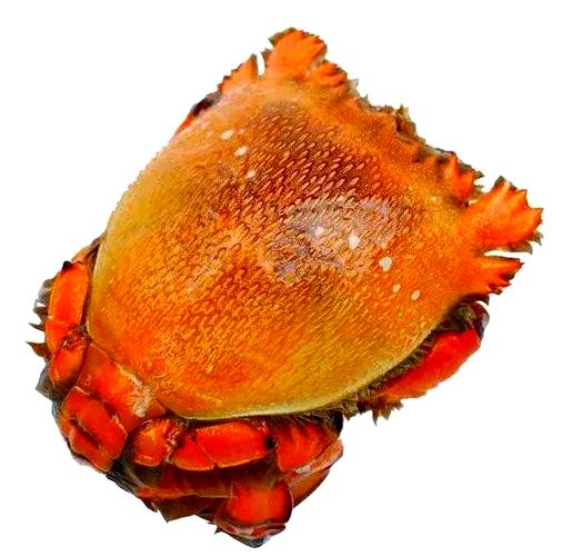 老虎蟹是河蟹还是海蟹图标