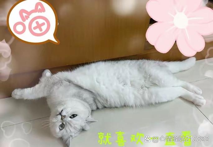 猫咪不爱穿衣服怎么过冬截图
