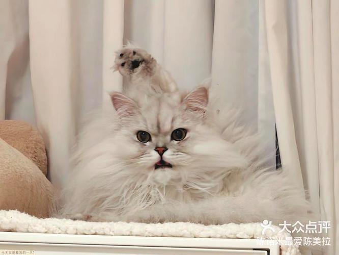 猫咪日记点评图标