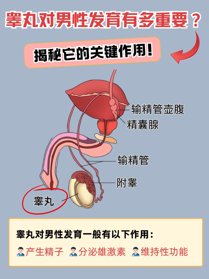 睾丸束缚器吊坠图片缩略图