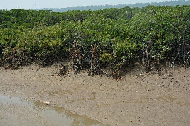 给红树林写一条广告图标