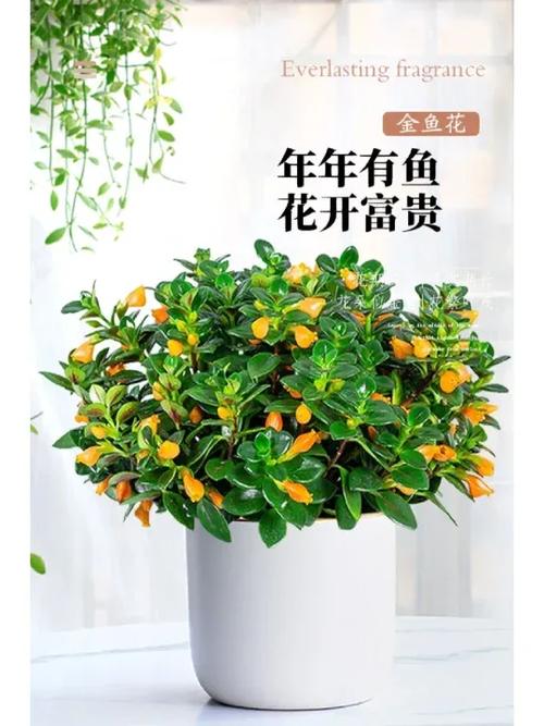 金鱼花的寓意和象征图标