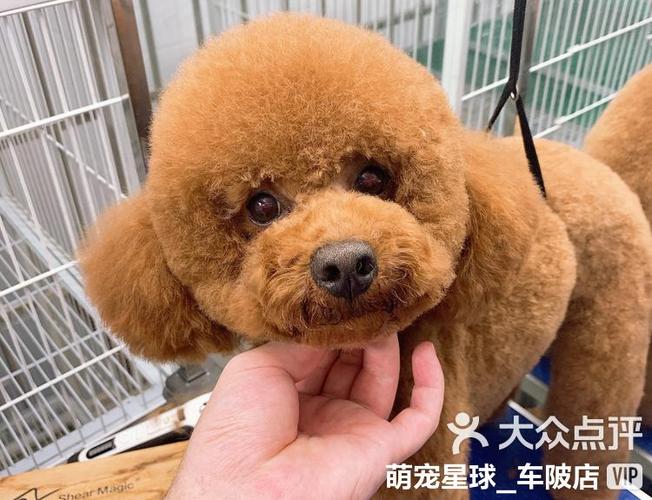 泰拉瑞亚宠物图标