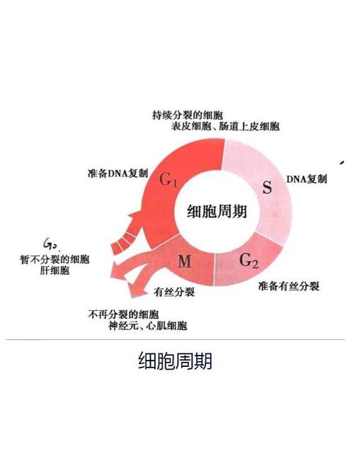 细胞G0 G1 S G2M期图标