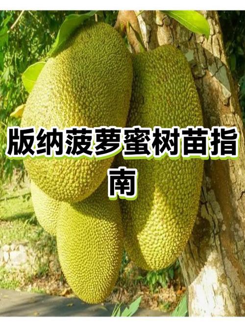 江苏菠萝蜜多少钱一斤缩略图
