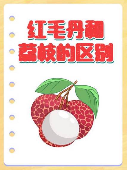 毛荔枝和荔枝的区别截图