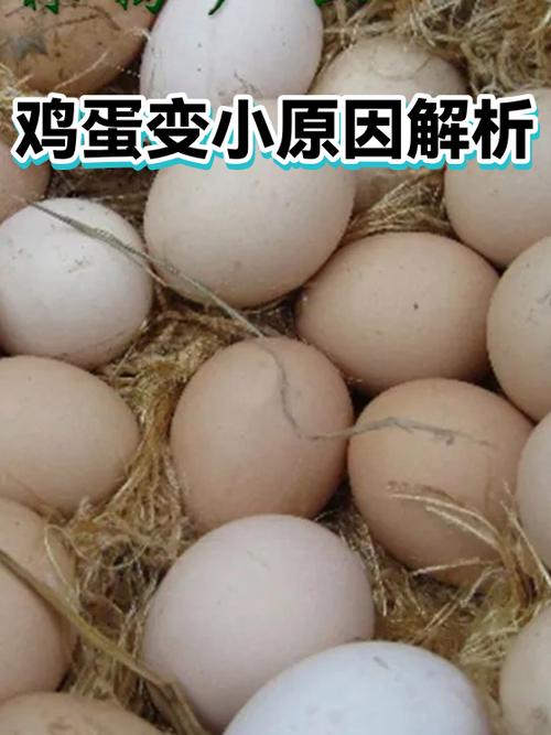 鸡蛋变小了是啥原因截图