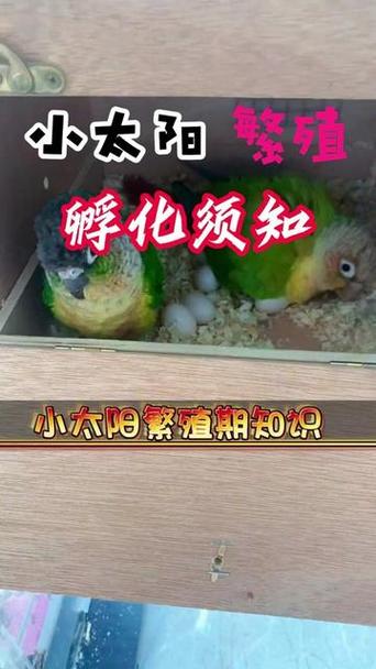 鹦鹉多久生蛋图标