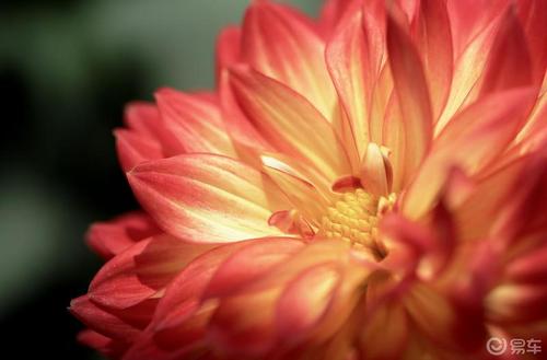 透过花芯