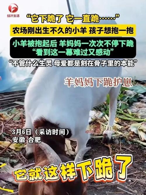《逃离清华》白小羊的妈妈图标