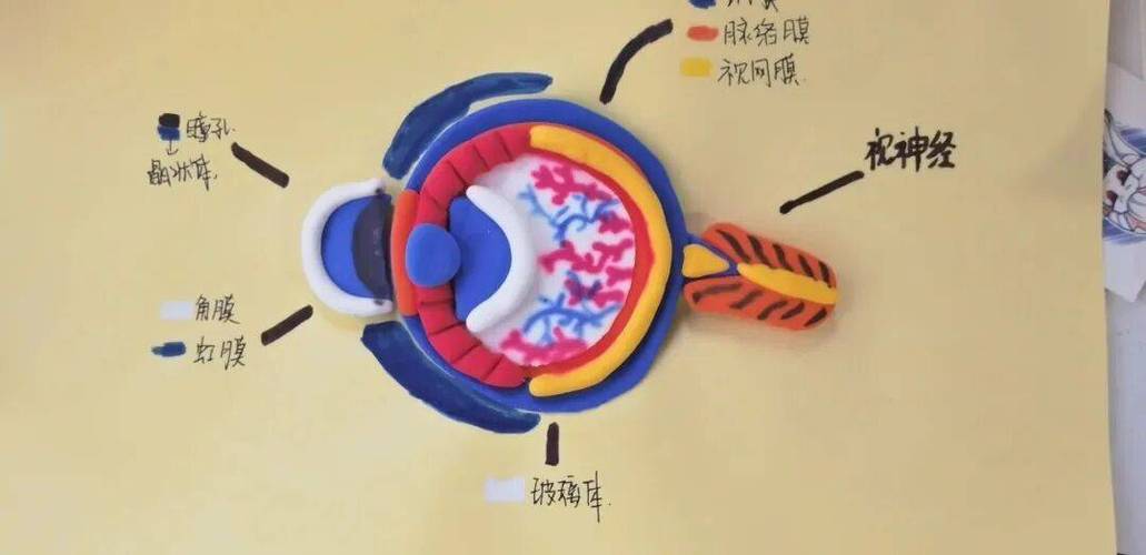 初中生物模型制作图片及方法图标