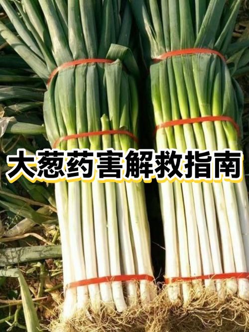 长期吃药怎么去解药毒图标