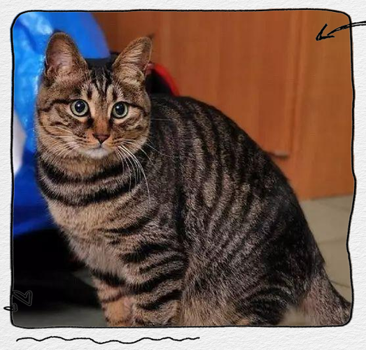 中华狸花猫祖先是埃及猫么图标