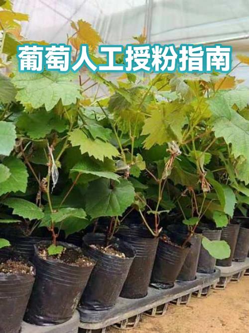 人工授粉方法图标