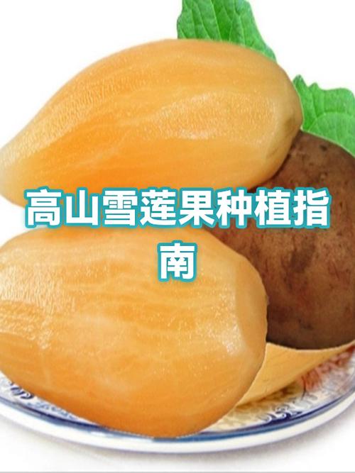 雪莲果种植时间和方法图标