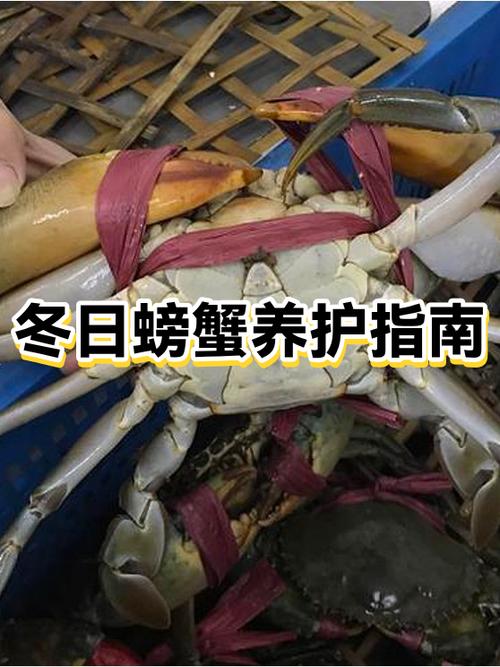 螃蟹好养吗图标