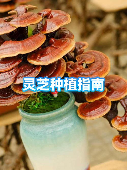 灵芝的种植图标