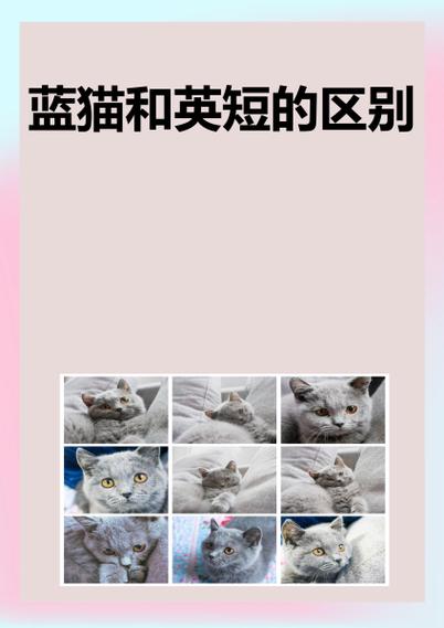 美短蓝猫和英短蓝猫的区别图标