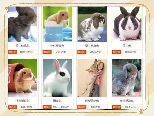 兔子单养好还是成对养图标