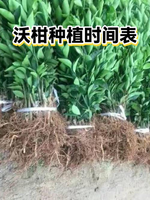 盆栽水果种植时间表图标