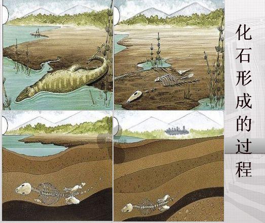 化石的形成图标