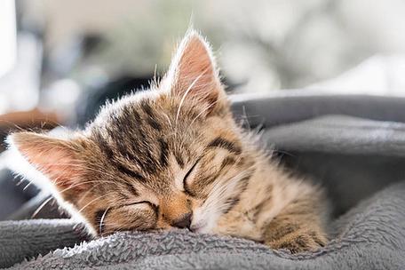 睡着了小猫咪下载图标