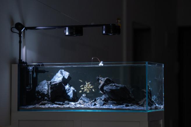 黑色鱼缸风水好不好截图